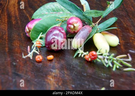 A close up of the ripe Lilly Pilly berries, Syzygium smithii which is ...