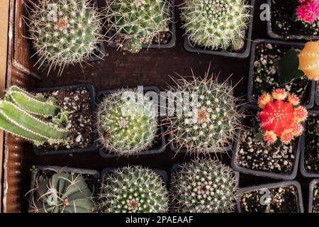 Assortment of cactus and plants for sale at garden market Stock Photo ...