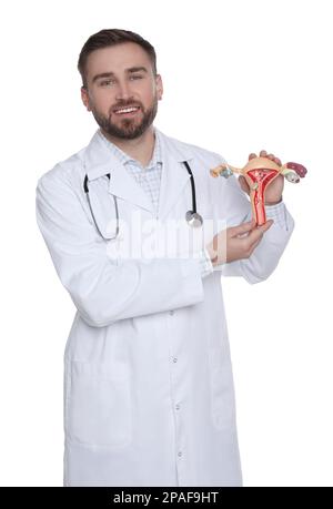 model of male reproductive system isolated on white background Stock ...
