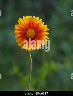 Green wild area with wildflowers and plants Stock Photo - Alamy