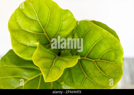 A Banyan Tree top view isolated on white background Stock Photo - Alamy