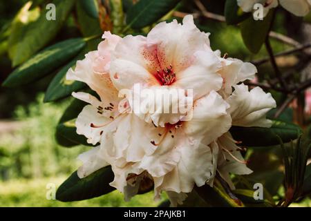 Golden torch rhododendron azalea. Stunning creamy peach color flowers ...