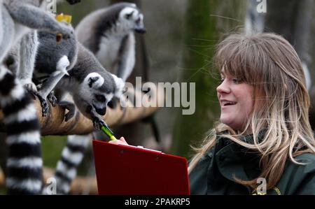 Conservation researcher Chloe Inskip counts Ringtailed Lemurs (Lemur ...