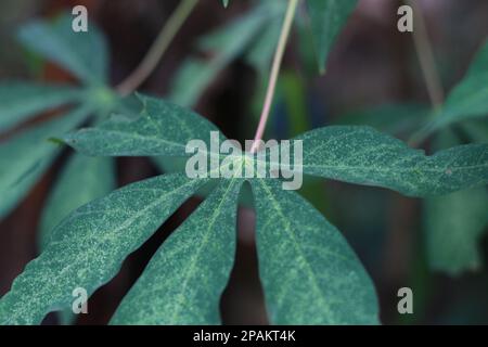 a close up of cassava leaves. floral photo concept Stock Photo - Alamy