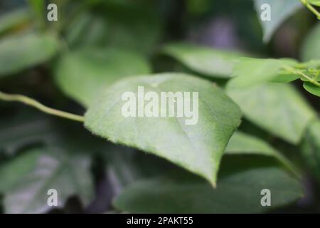 a close up of the green grass jelly plant or has the scientific name ...