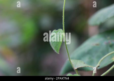 a close up of the green grass jelly plant or has the scientific name ...
