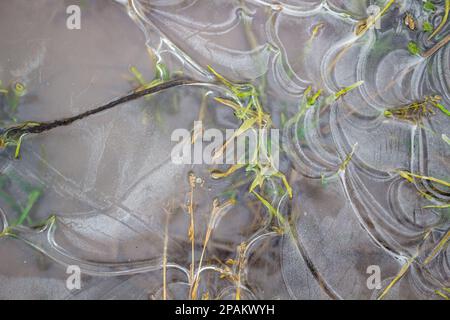 An ice-covered puddle, fine ice texture Stock Photo - Alamy