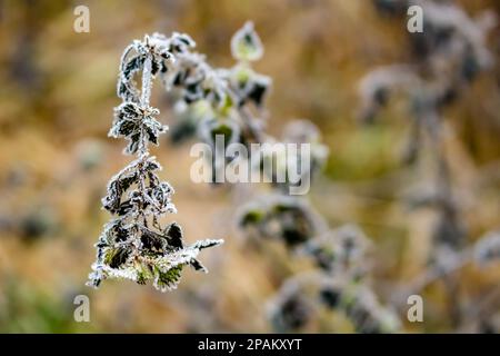 Nettles covered with frost in the field during the morning frosts Stock ...