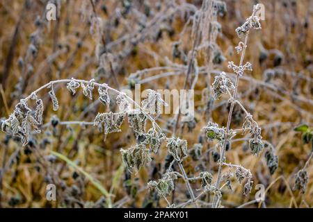 Nettles covered with frost in the field during the morning frosts Stock ...