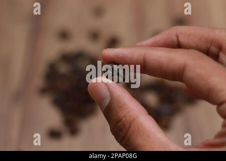 Detailed photo of coffee beans before being processed into a drink ...