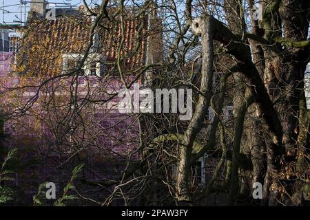 View of the chestnut tree which comforted Anne Frank while she hid from ...