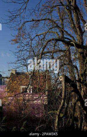 View of the chestnut tree which comforted Anne Frank while she hid from ...
