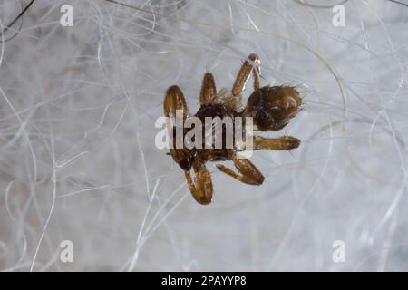 Hirschlausfliege, Hirsch-Lausfliege, Hirschlaus, Lausfliege im Fell ...
