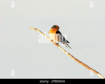 Welcome swallow (Hirundo neoxena) sitting on a branch, with plain sky ...
