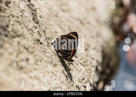Mud-puddling Yellow-Rimmed Eighty-eight (Callicore texa) at Roberto ...