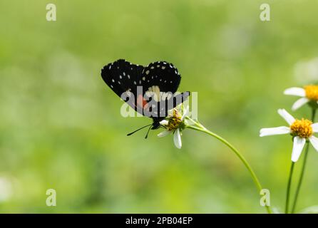 Feeding Gaudy Patch (Chlosyne gaudialis) at Palenque, Mexico Stock ...