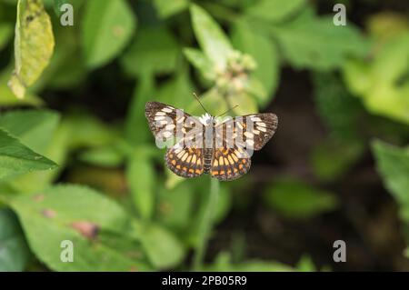 Foraging Theona Checkerspot (Chlosyne theona) at Palenque, Mexico Stock ...