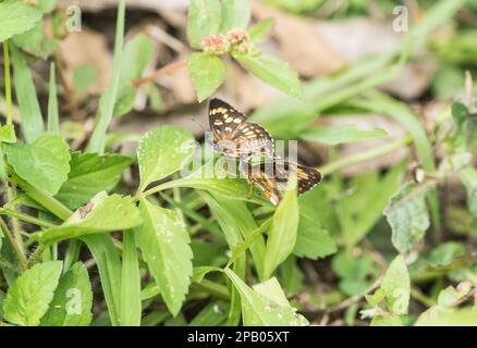 Pair of Theona Checkerspots (Chlosyne theona) mating at Palenque ...