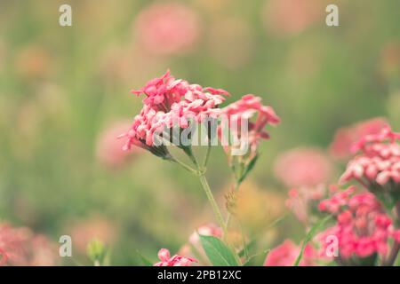 Red Ixora coccinea. Red Flowers like a Bouquet in a Garden Stock Photo ...