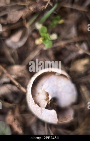 Snail shell on the ground seen up close Stock Photo - Alamy