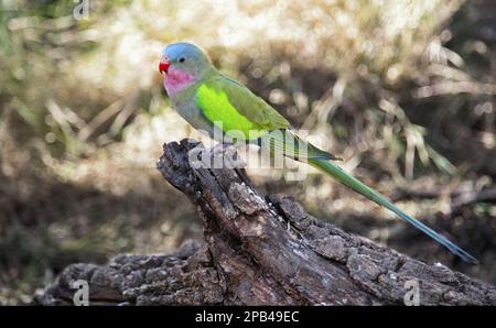 Princess Parrot (Polytelis alexandrae) adult, perched on log, Red ...