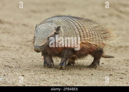 Brown Shaggy Armadillo, Brown Bristled Armadillo, Brown Shaggy ...