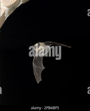 Kuhl's Pipistrelle Bat (Pipistrelle kuhlii) in flight over water, with ...