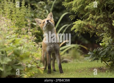 Immature Fox (Vulpes vulpes) in garden at night, Cambridgeshire ...