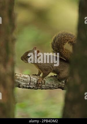 Brazilian Squirrel (Sciurus aestuans) adult on branch REGUA, Atlantic ...