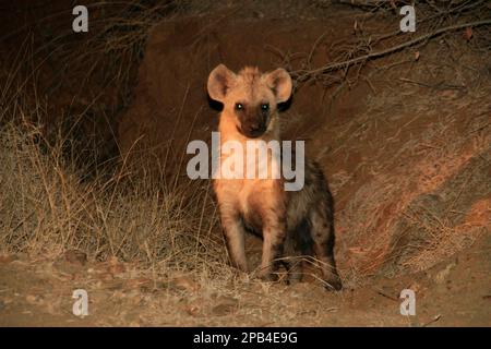 Spotted hyena at night with eyes reflecting orange light Stock Photo ...