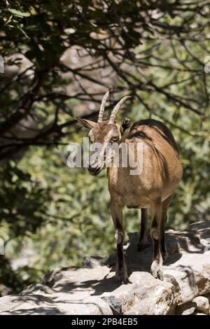 Cretan wild goat, Cretan chamois, Cretan chamois, Agrimi, Kri-kri ...