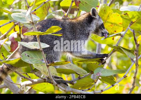Raccoon, raccoons (Procyon lotor), small bears, predators, mammals ...