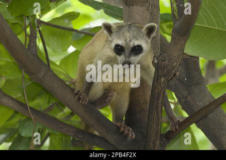 Crab-eating Raccoon, South American Raccoon, Procyon Cancrivorus, Mato ...