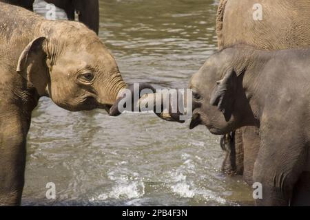 young asiatic elephants playing with their trunks Stock Photo - Alamy