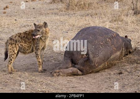 Spotted hyena, spotted hyenas, hyena, hyenas, canines, predators ...