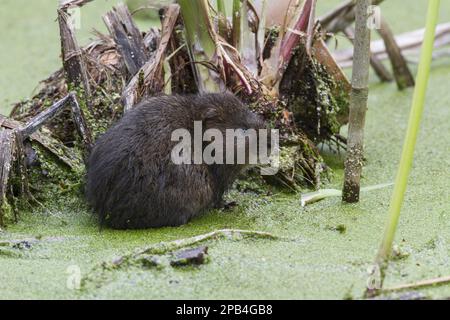 Eastern vole, Eastern vole, european water vole (Arvicola amphibius ...