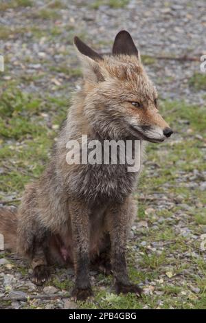 Vixen Red (Iberian) Fox in Monfrague National Park, Extremadura Spain ...