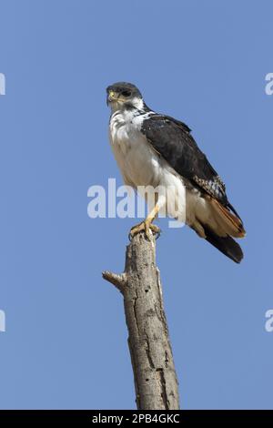Augur buzzard (Buteo augur), adult sitting in dry treetop, Samburu ...
