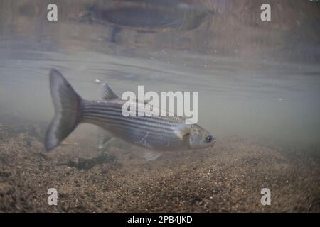 Thick lipped Grey Mullet, River Douro, Porto, Portugal Stock Photo - Alamy