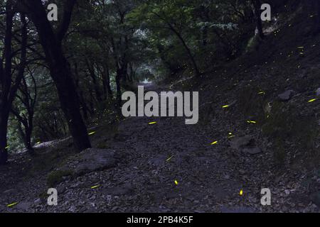 Group of fireflies in a forest Stock Photo - Alamy
