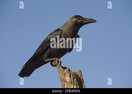 Shining Crow, Shining Crows, Crow, Corvids, Songbirds, Animals, Birds ...