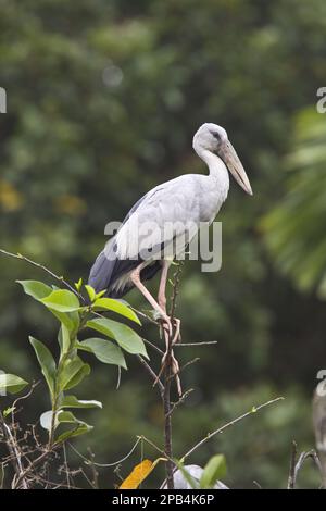 Silver Clawbill, Silver Clawbill, Silver Clawbills, Stork, Animals ...