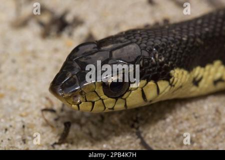 Madagascar Hooked Snake, Madagascar Hooked Snakes, Other animals ...