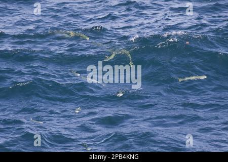 Shoal of flathead grey mullet, Mugil cephalus, swimming in surface ...