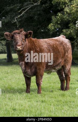 Luingrind, Luing cattle, purebred, livestock, domestic animals, cloven ...