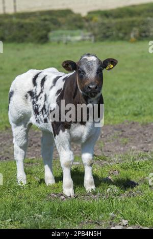 British Blue cattle, purebred, livestock, pets, cloven-hoofed, animals ...