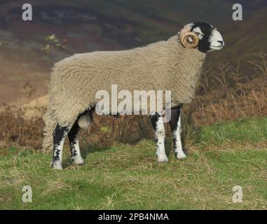 Swaledale Sheep, Swaledale ram, purebred, domestic, ungulates ...