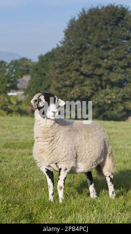 Swaledale ewe, Swaledale sheep, purebred, domestic animals, ungulates ...