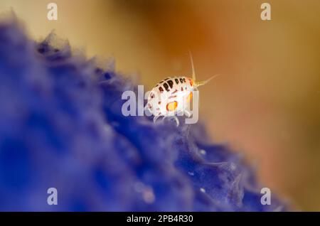 Ladybug Amphipod (Cyproideidae sp.) adult, on blue seasquirt, Horseshoe ...
