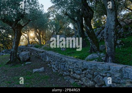 Holm Oak (Quercus ilex), Valinhos, Fatima, Regiao do Centro, Portugal ...
